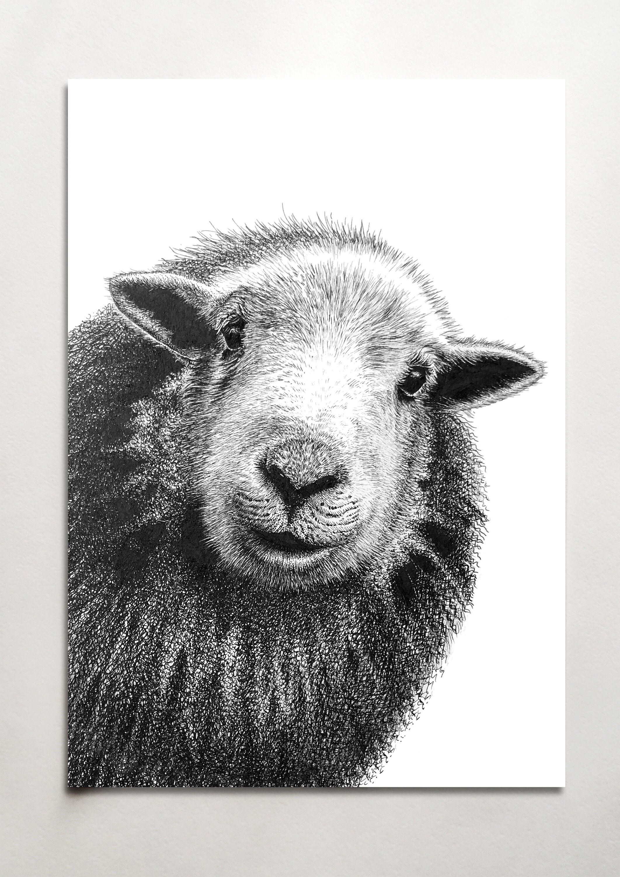 Herdwick Sheep Giclee Print. Sheep Ink. Sheep Drawing. - Etsy UK