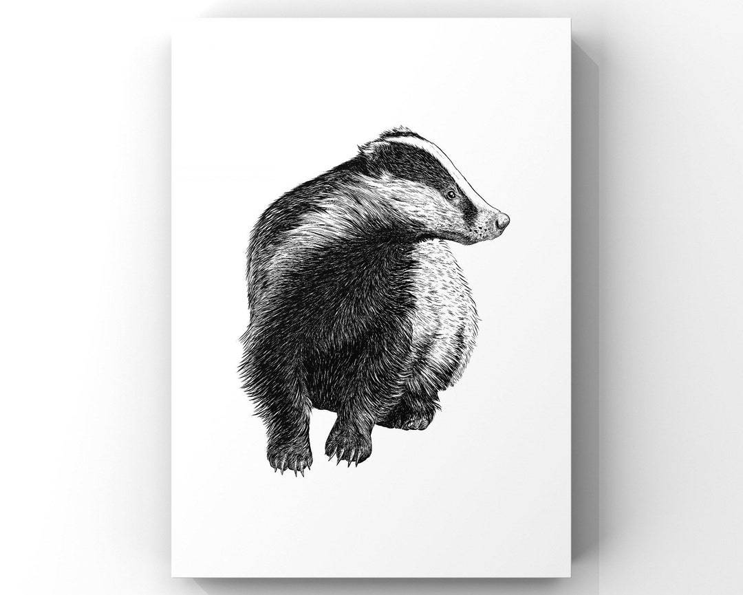 Badger Print From a Hand Drawn Illustration, Badger Drawing, Badger Art ...