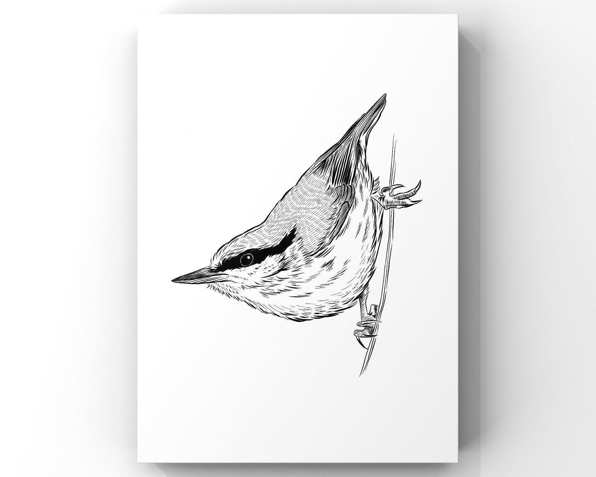 Nuthatch Giclee Print From a Hand Drawn Illustration - Nuthatch Drawing ...