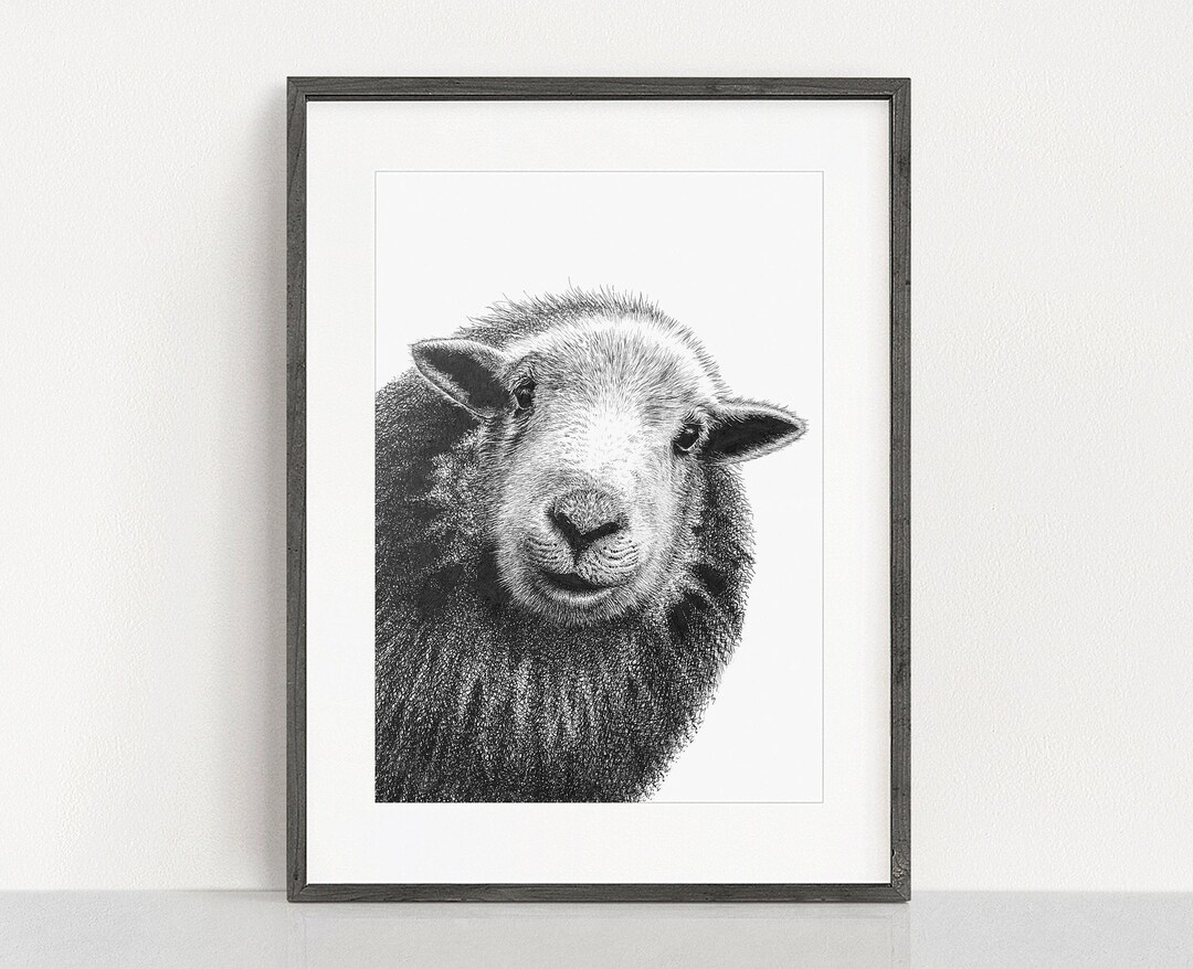 Herdwick Sheep Giclee Print. Sheep Ink. Sheep Drawing. - Etsy UK