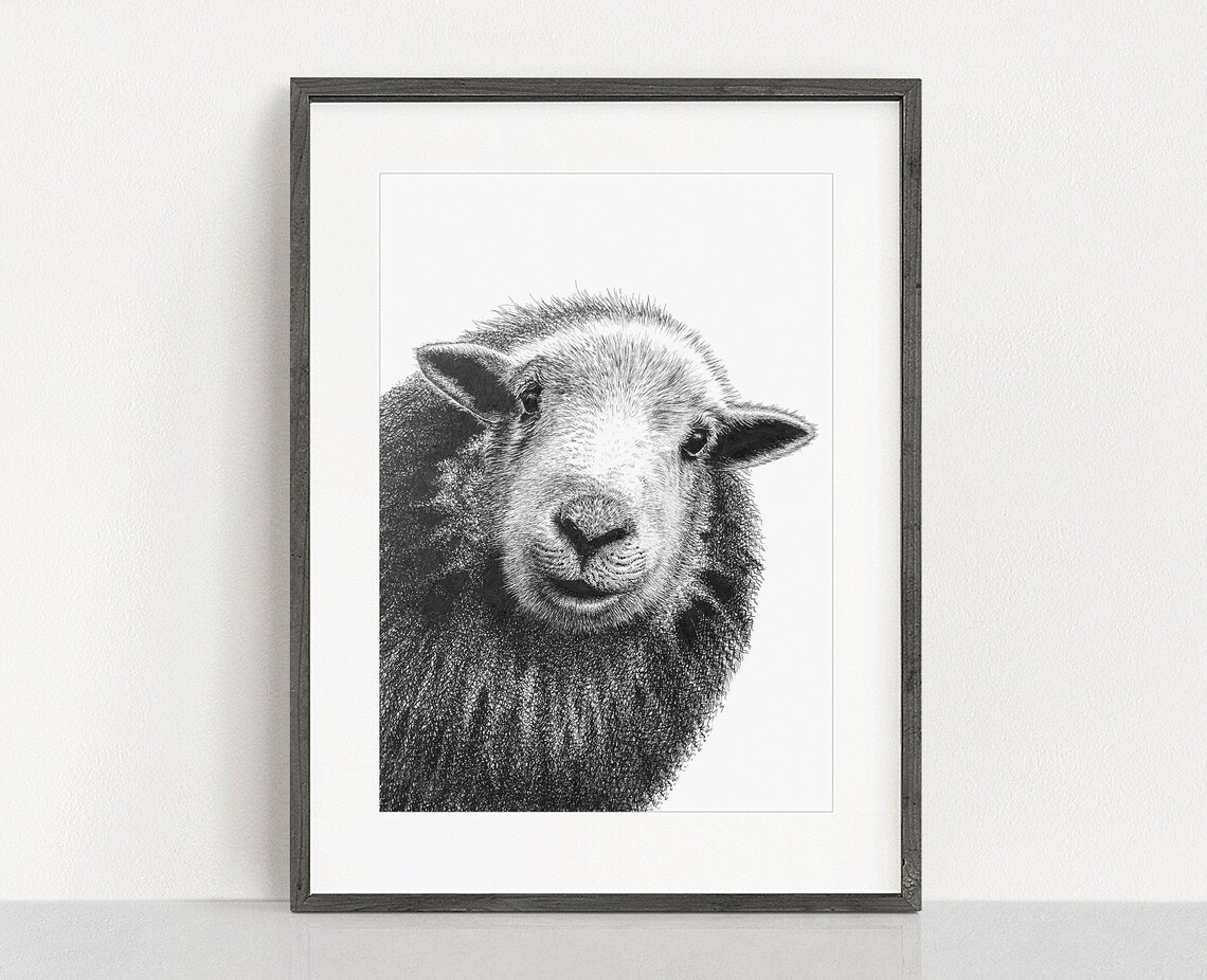 Herdwick Sheep Giclee Print. Sheep Ink. Sheep Drawing. - Etsy UK