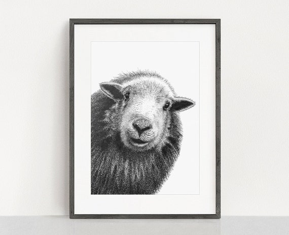 Herdwick Sheep giclee print. Sheep ink. Sheep drawing. | Etsy