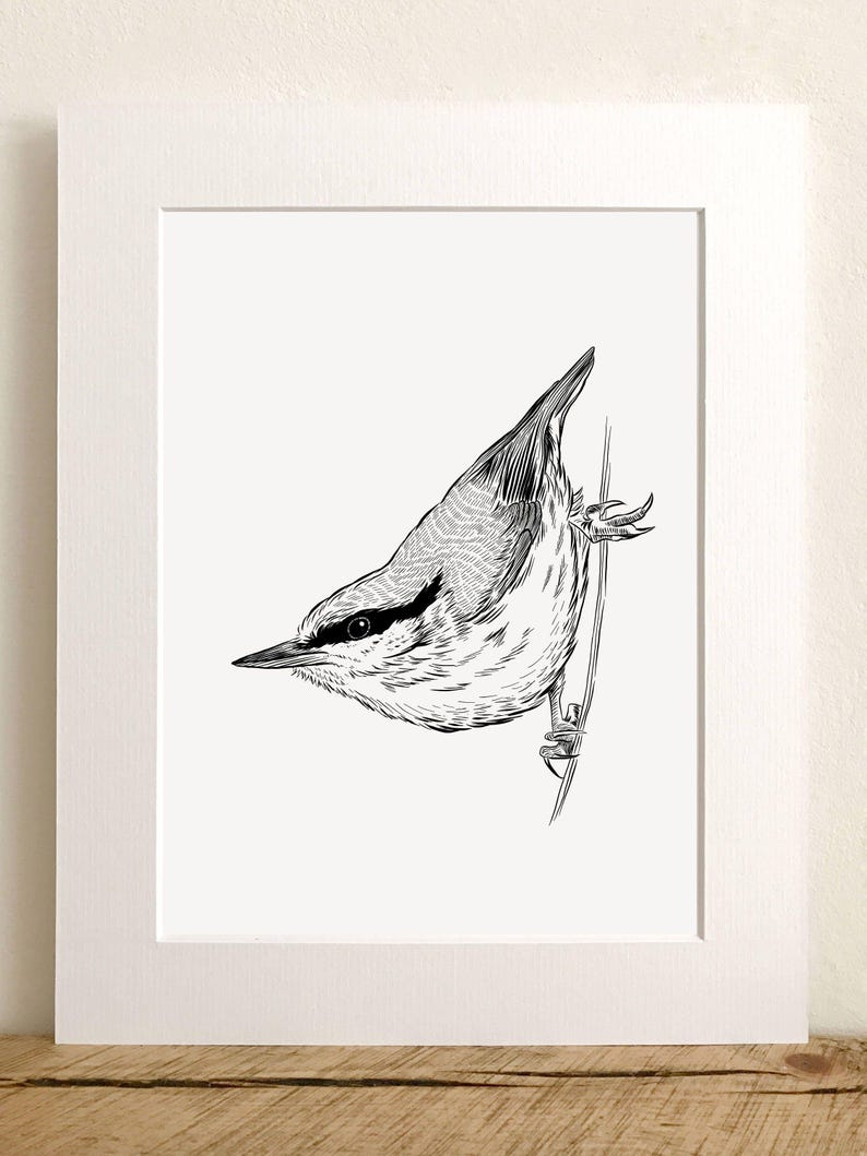 Nuthatch Giclee Print From a Hand Drawn Illustration - Nuthatch Drawing ...