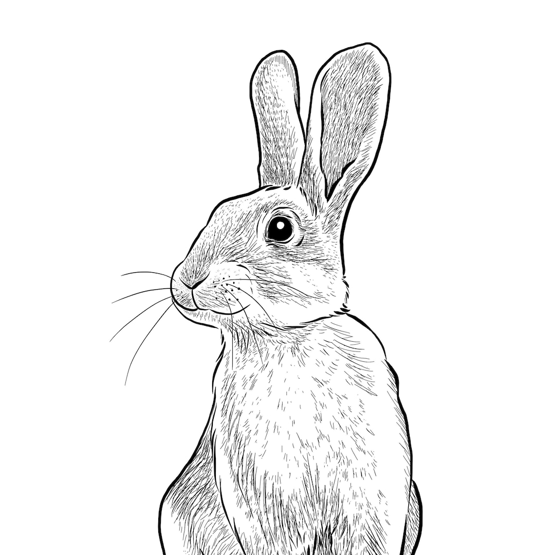Rabbit Giclee Print From a Hand Drawn Illustration - Rabbit Drawing ...