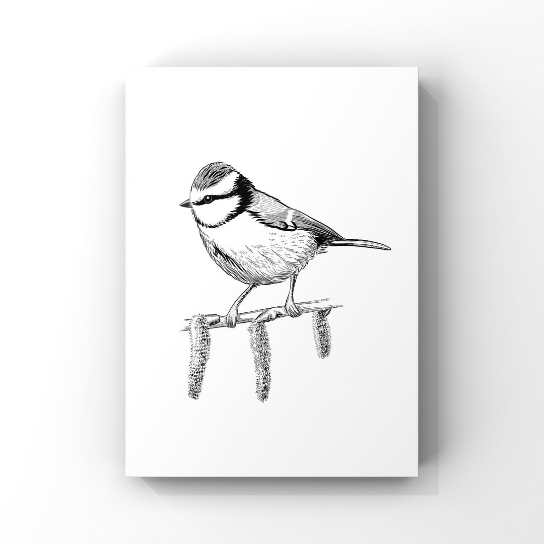 Blue Tit Giclee Print From a Hand Drawn Illustration - Blue Tit Drawing ...