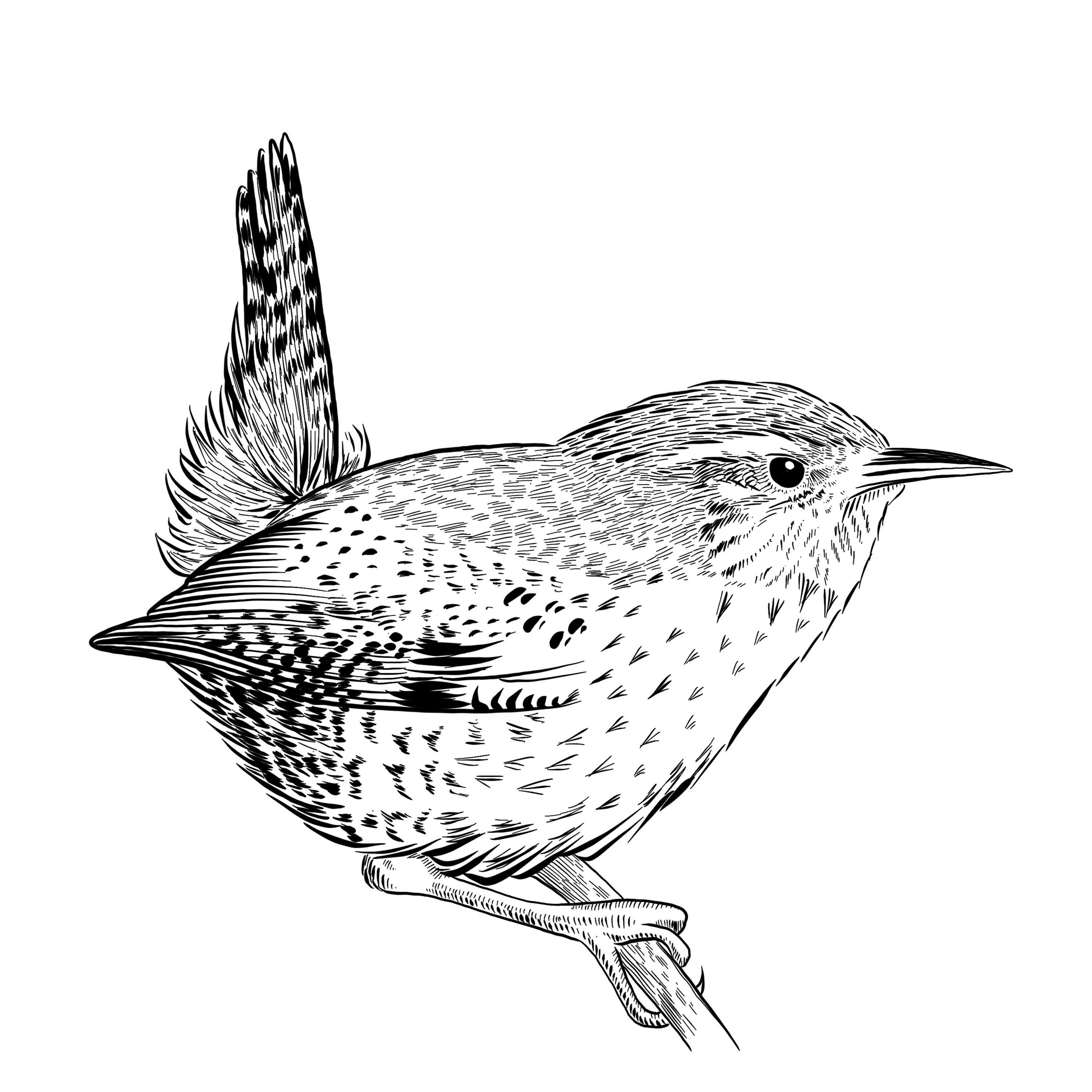 Wren Giclee Print From a Hand Drawn Illustration - Wren Drawing - Wren ...