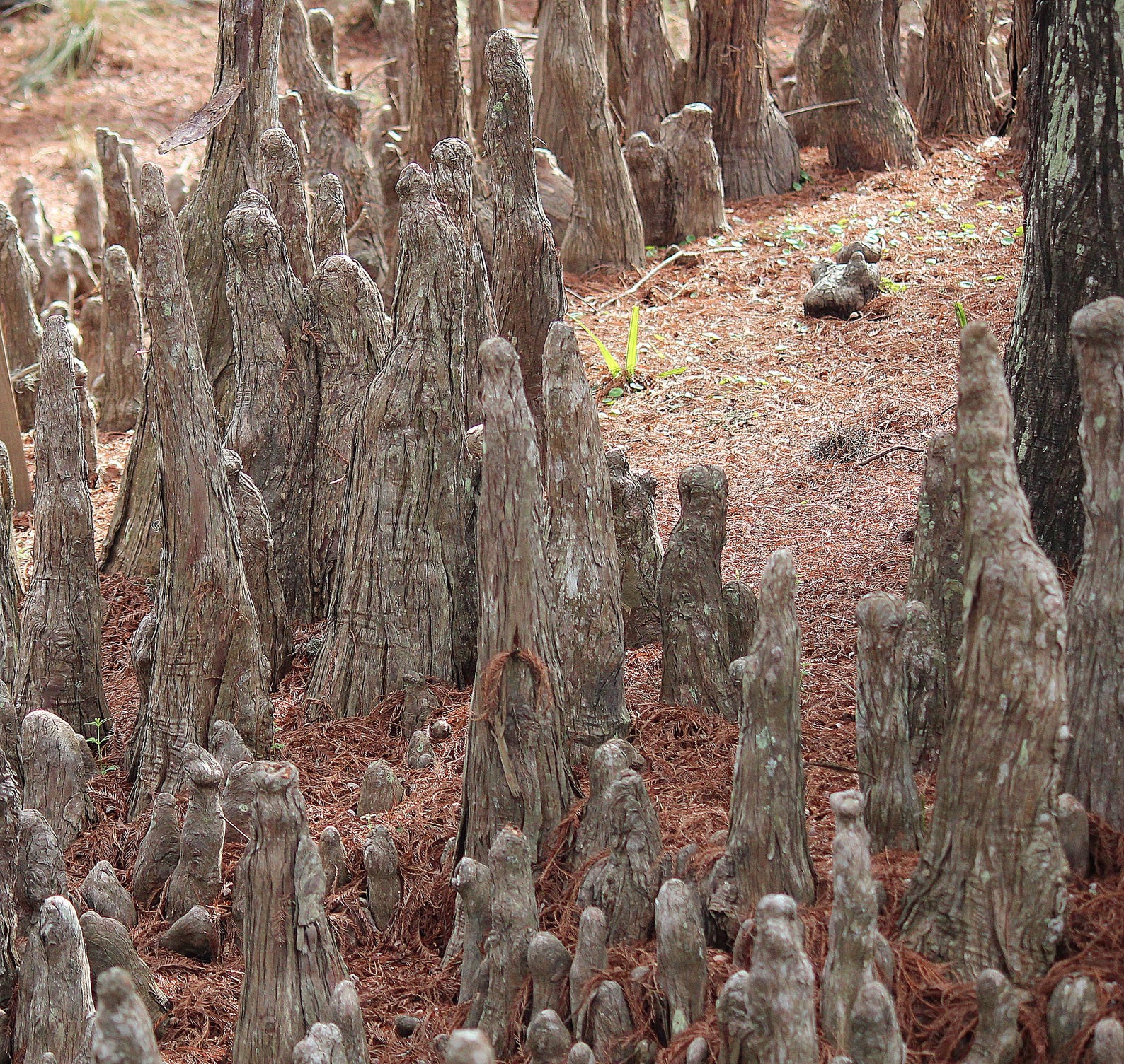 Taxodium Distichum Bald Cypress Knees - Etsy