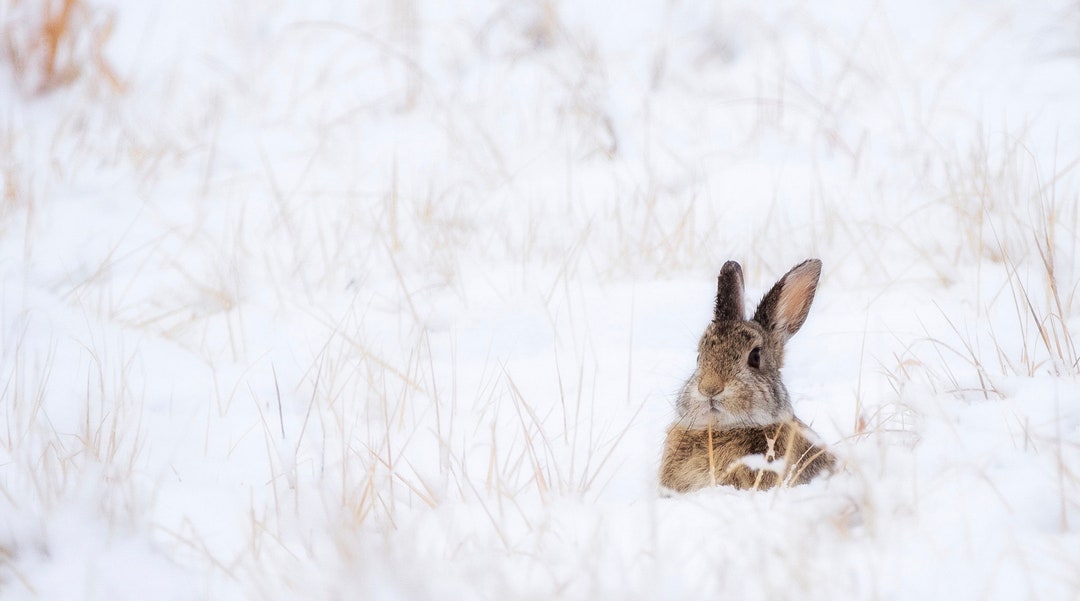 Snow Bunny - Fine Art Photograph on Hahnemuhle Torchon Paper - Etsy