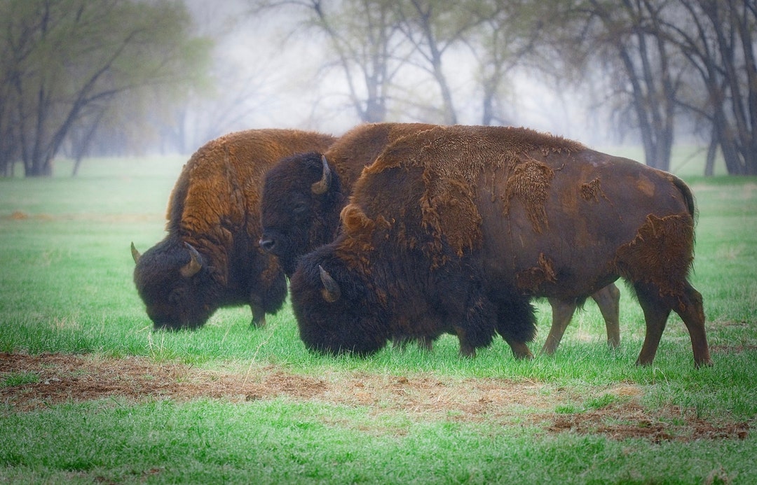Three Bison in the Fog Fine Art Photograph on Smooth Matte Cotton Rag ...