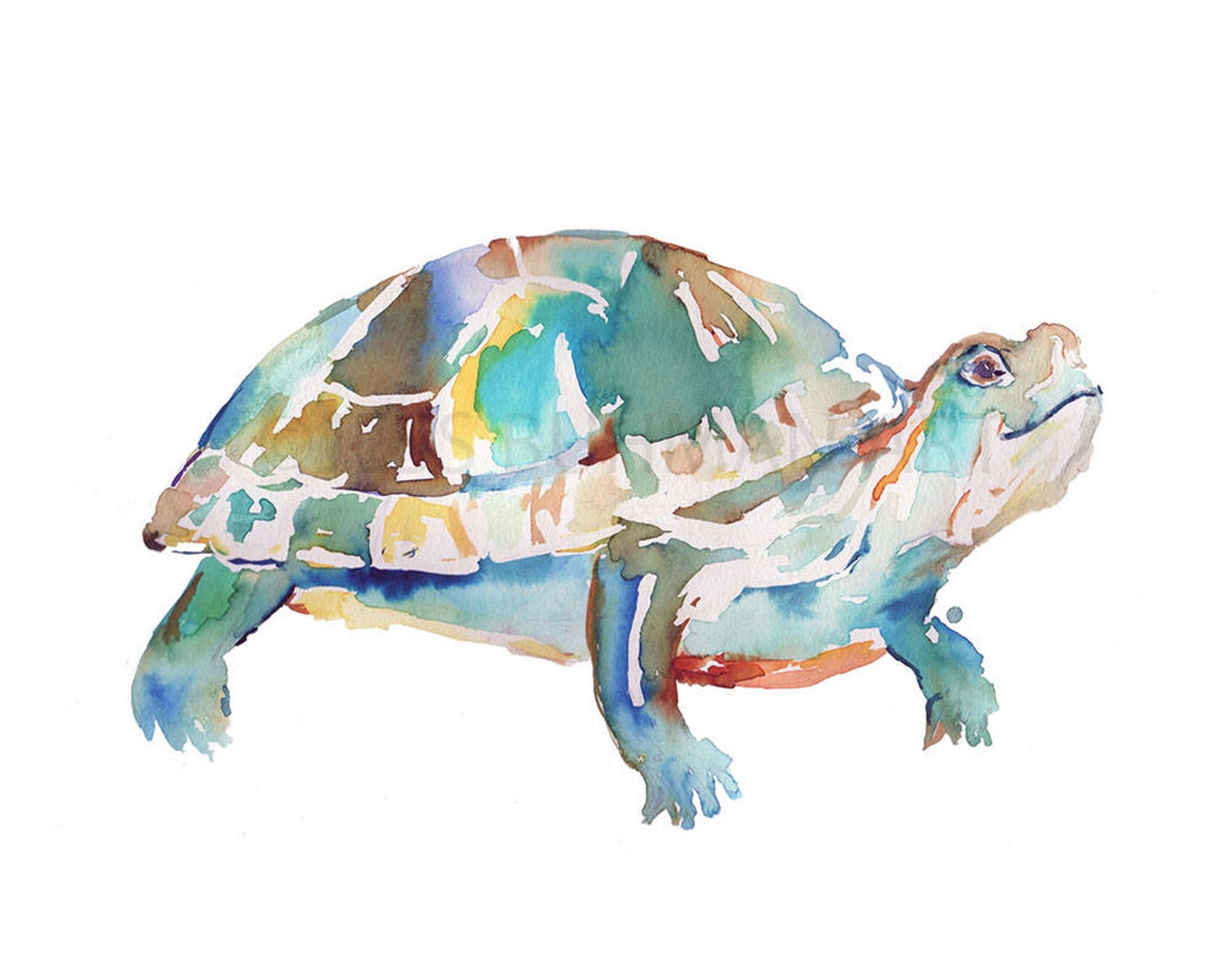 Impresión de tortuga tortuga acuarela impresión de 8 x 10 | Etsy