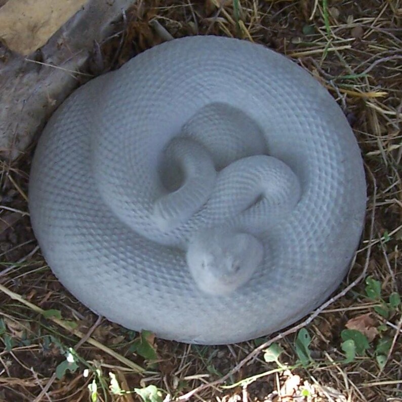 Large Concrete Rattlesnake - Cement Statue - Garden Decor - Lawn ...
