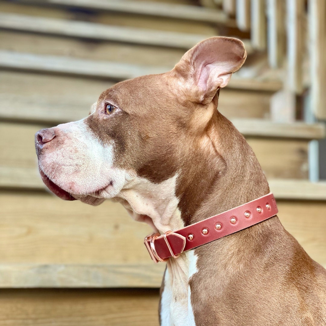 Personalized Studded Brown Leather Dog Collar, Copper / Rose Gold Tone ...