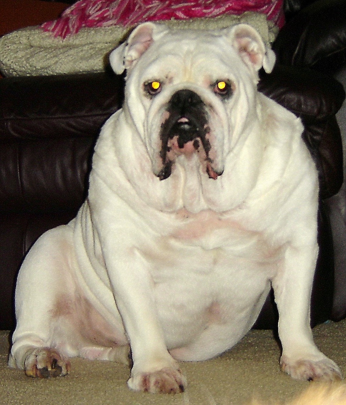 Custom Dog Painting A BullDog Portrait in Acrylics | Etsy