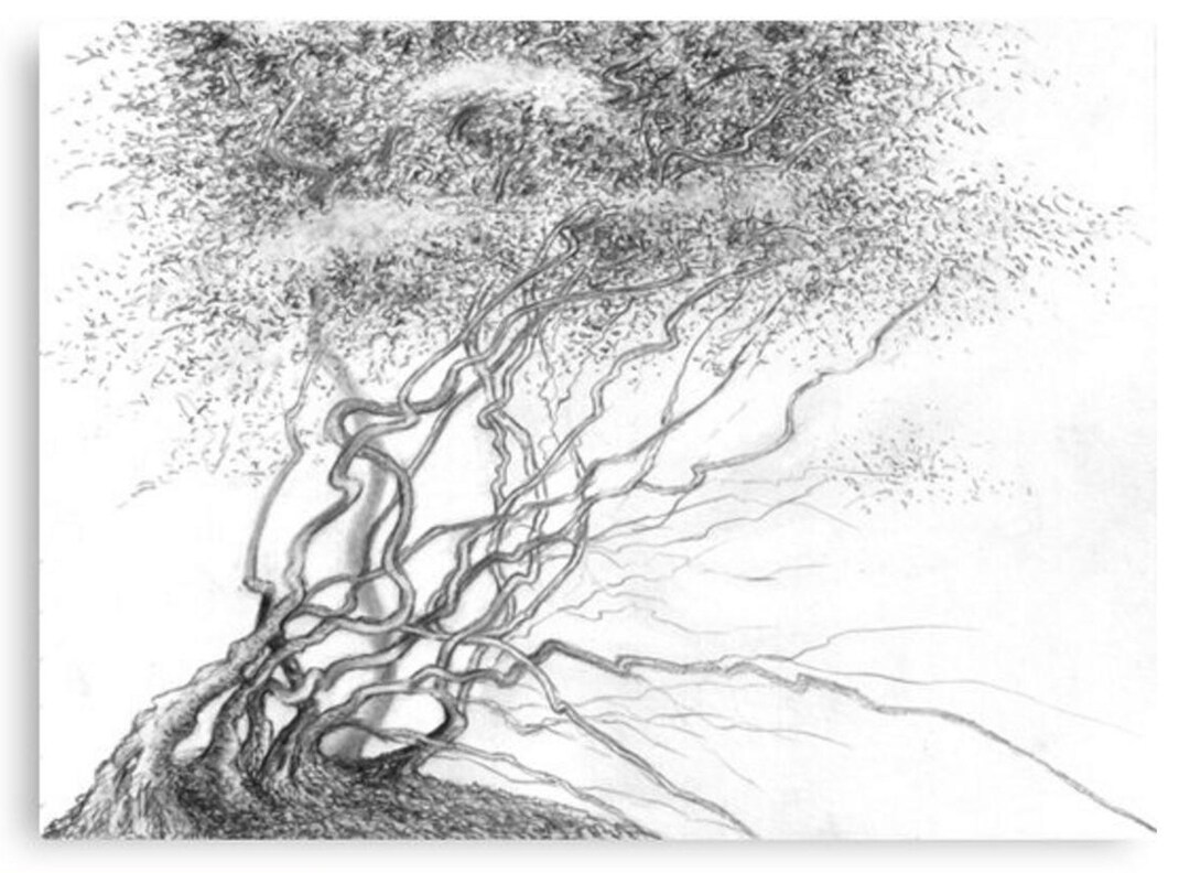Pencil Drawing Realistic Tree Forest Illustration Landscape Hand ...