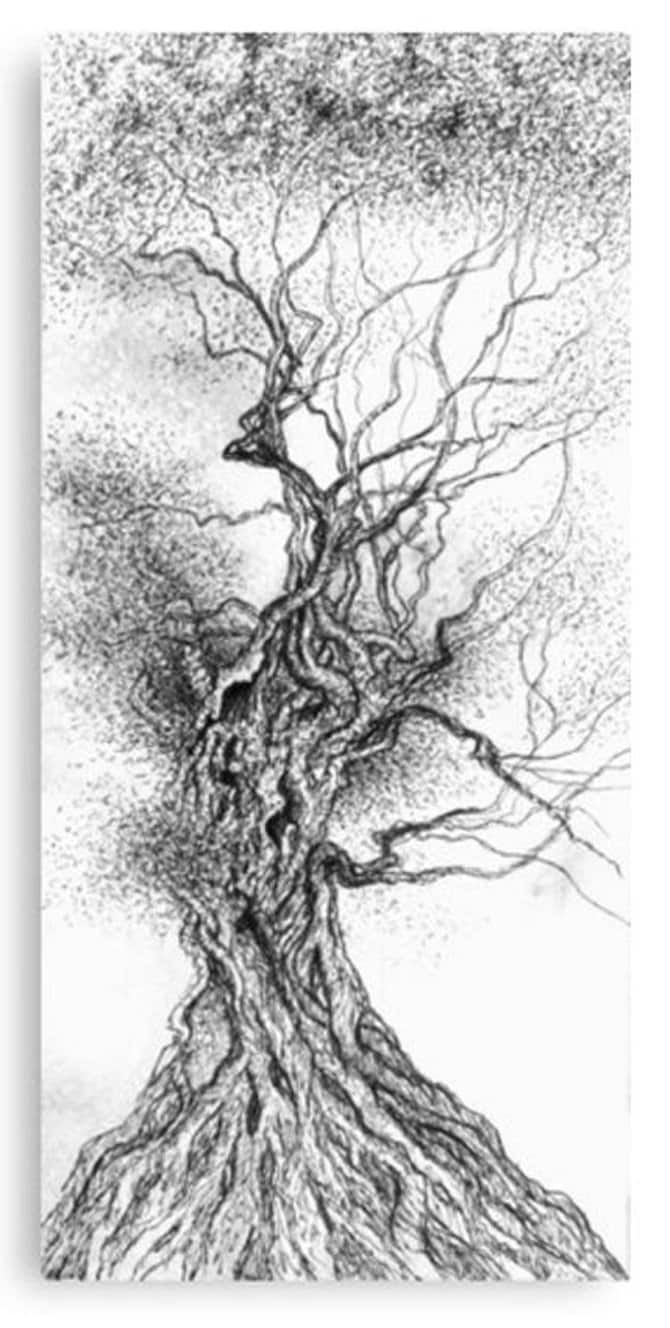 Tree Roots Drawing