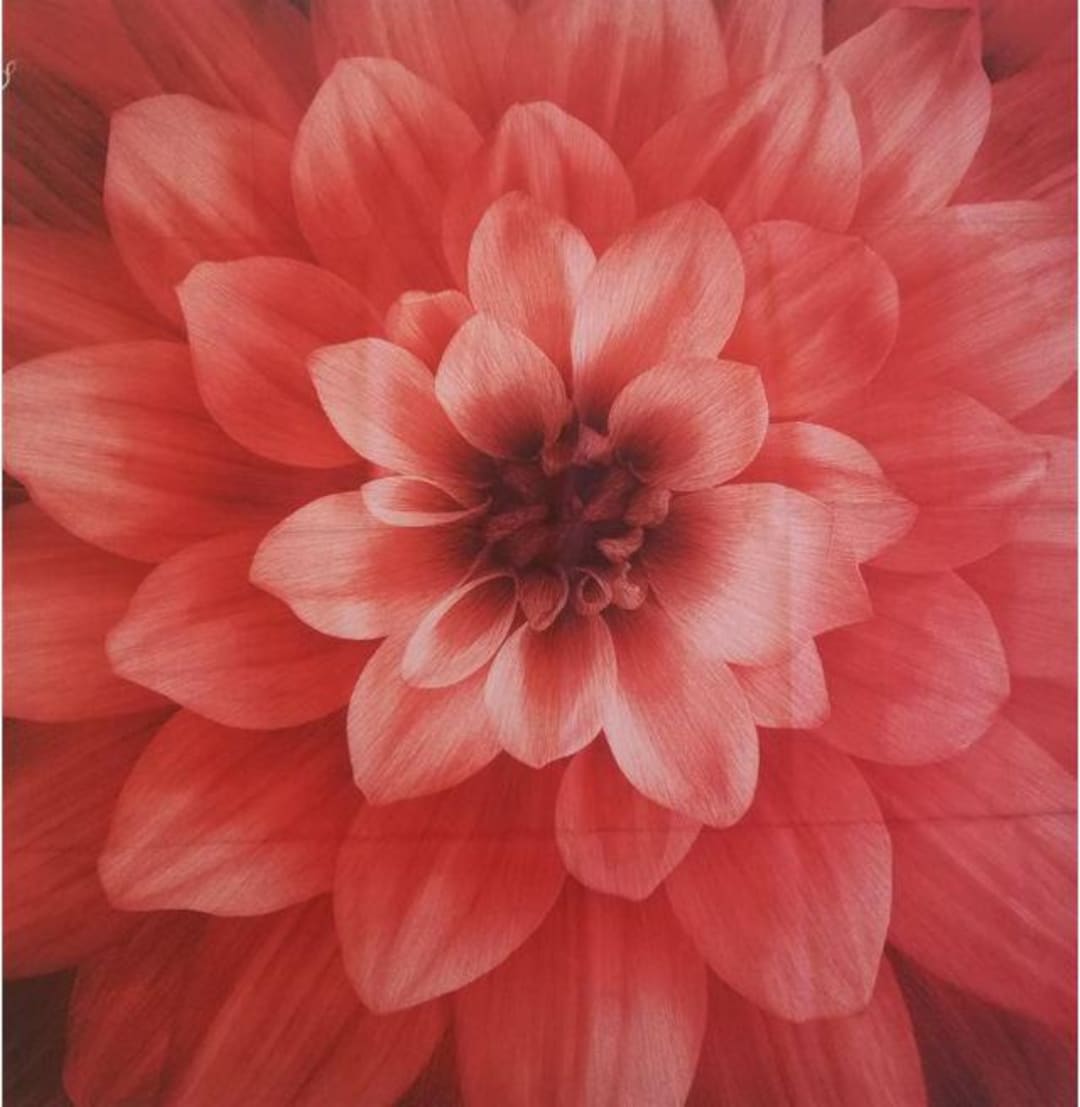 44" X 44" Panel Dream Big Flower Dahlia Florals Beautiful Hoffman ...