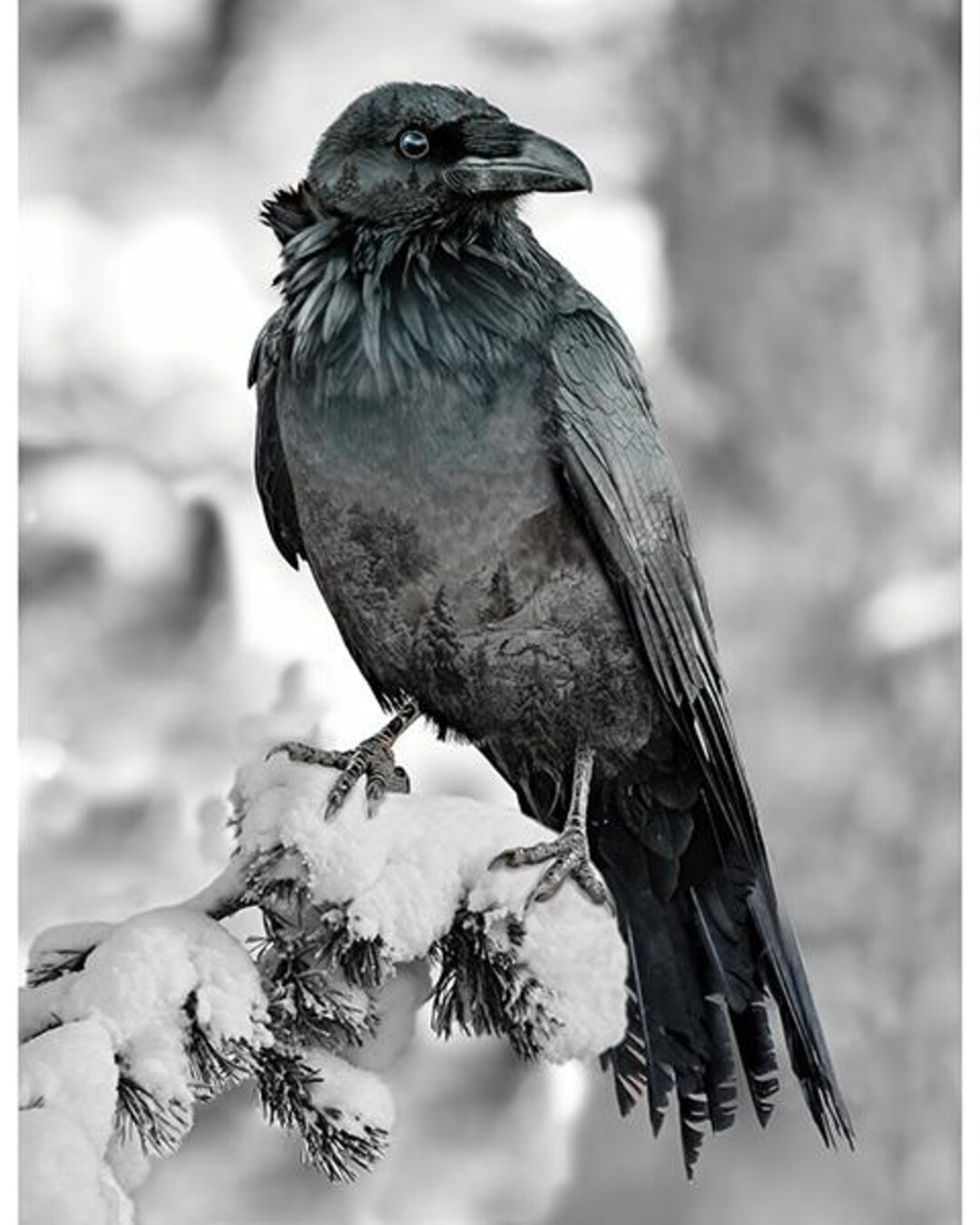 33.5" X 43" Panel Call of the Wild Raven Bird Crow Snow Tree Branch ...
