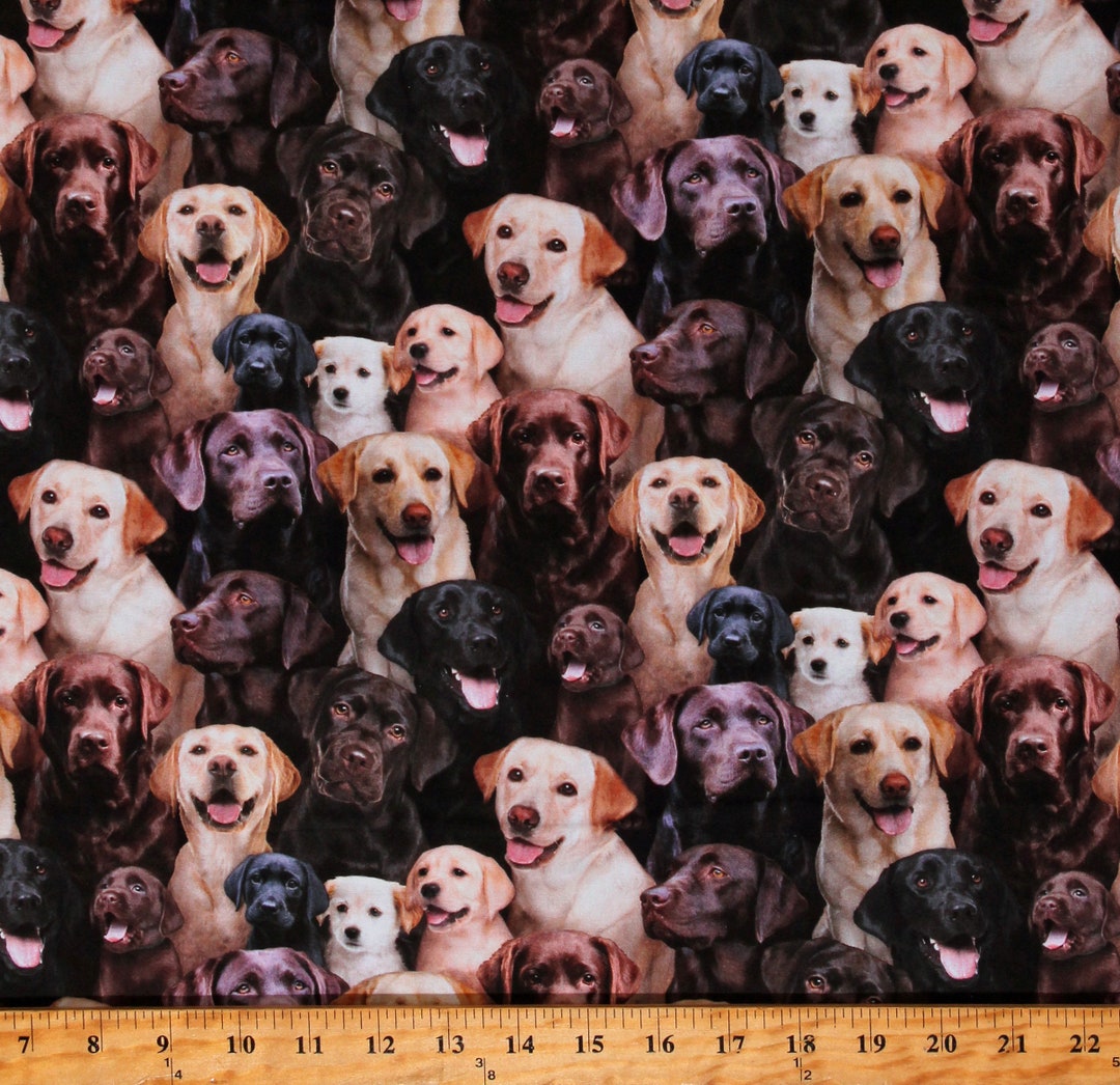 Cotton Best Friend Labrador Retriever Animals Pets Dogs Puppies ...