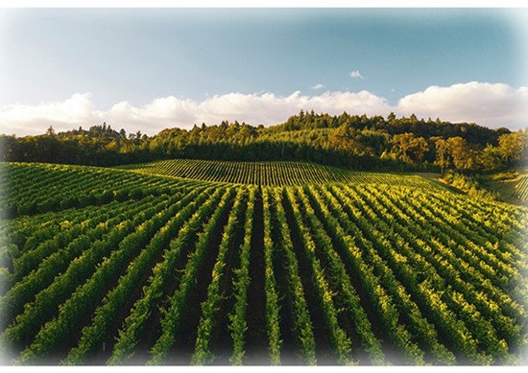 30.75" X 44" Panel Vineyard Field Wine-making Scenic Landscape Through ...
