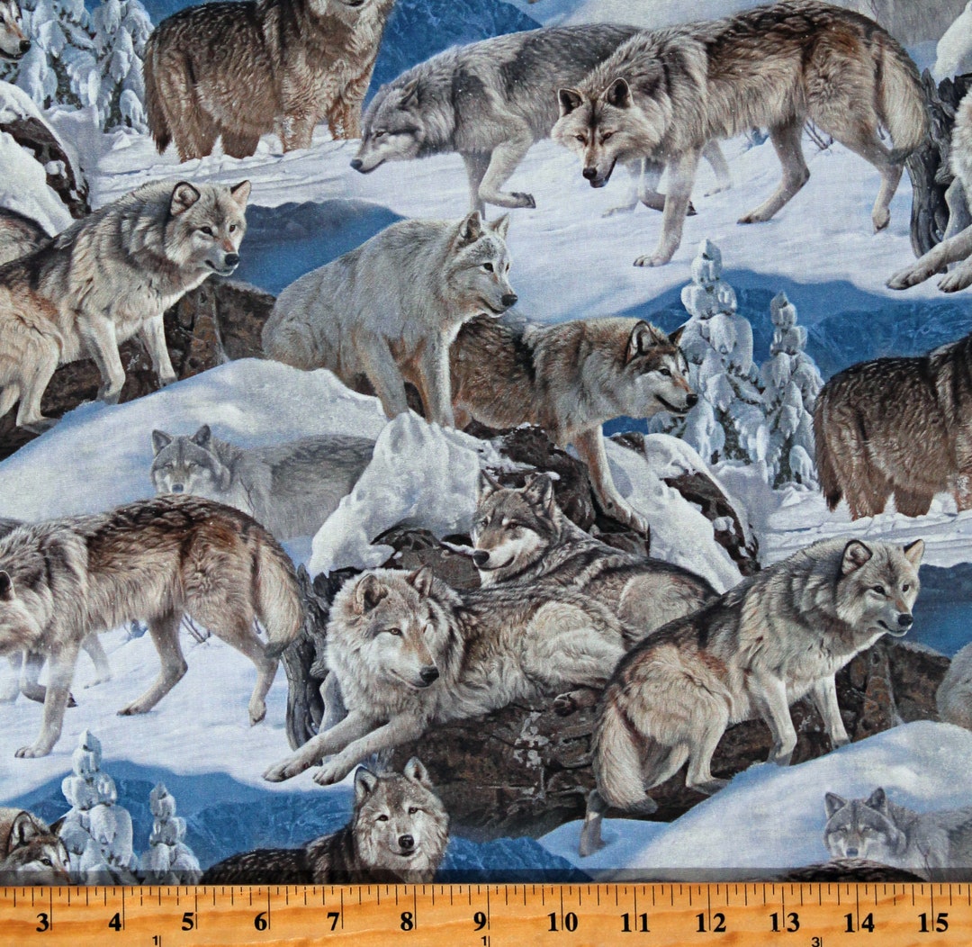 Cotton Wolves Wolf Scenic Animals Wildlife Winter Gathering Cotton ...
