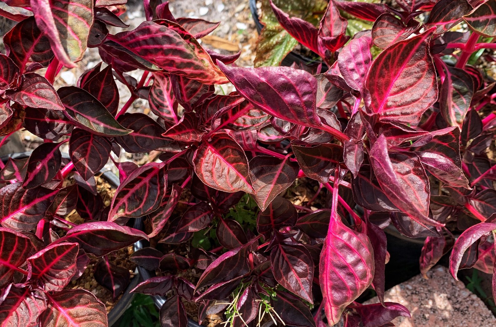 Bloodleaf Iresine Diffusa F. Herbstii plante de gésier de | Etsy