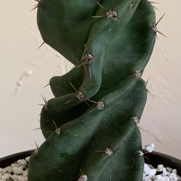 Twisted Cactus - Etsy