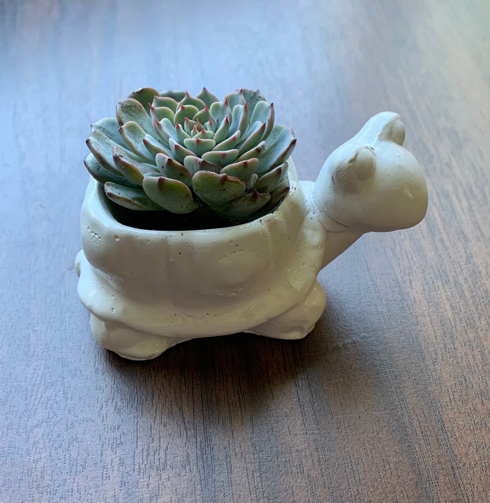 Small turtle/tortoise planter cute animal pot-cement/ | Etsy