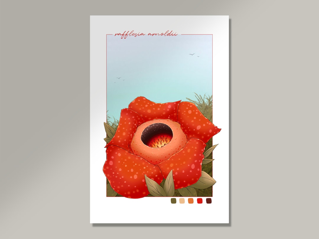 Rafflesia Arnoldii Art Print: Monster Flower Illustration (6x9 Luster ...