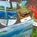 3D FROG Life Cycle Model - Full Color W/descriptions & 3-part Photo ...