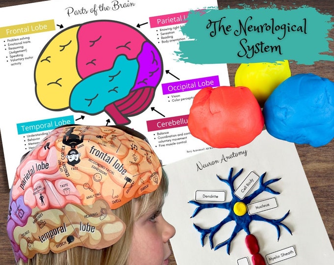 Anatomy HUMAN LUNG Respiratory System - Full Color Anatomically Correct ...