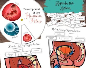 DEVELOPMENT HUMAN EMBRYO, Anatomy Board, Fetal Development ...