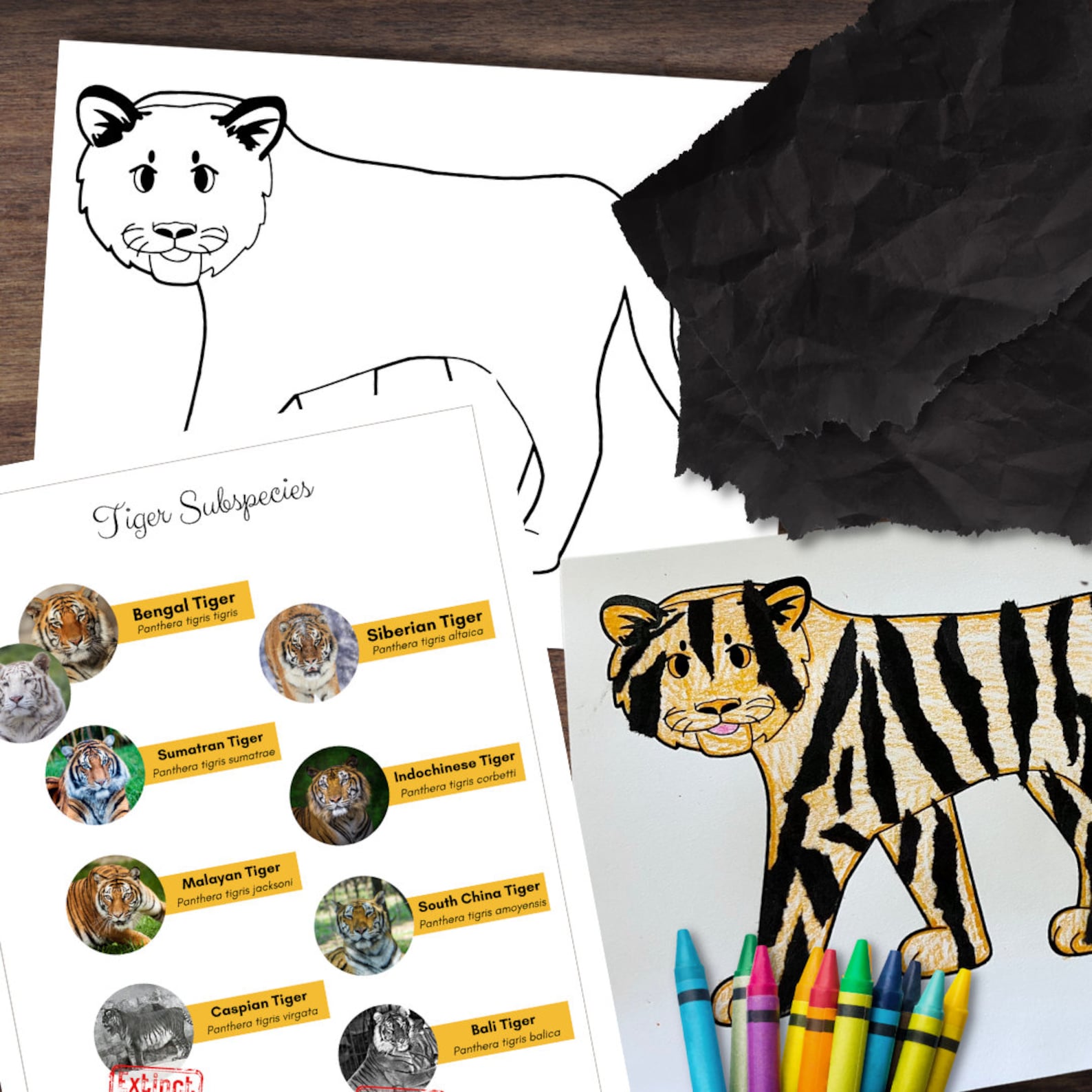 Torn Paper TIGER Craft Activity - Tiger Outline & Instructions W ...