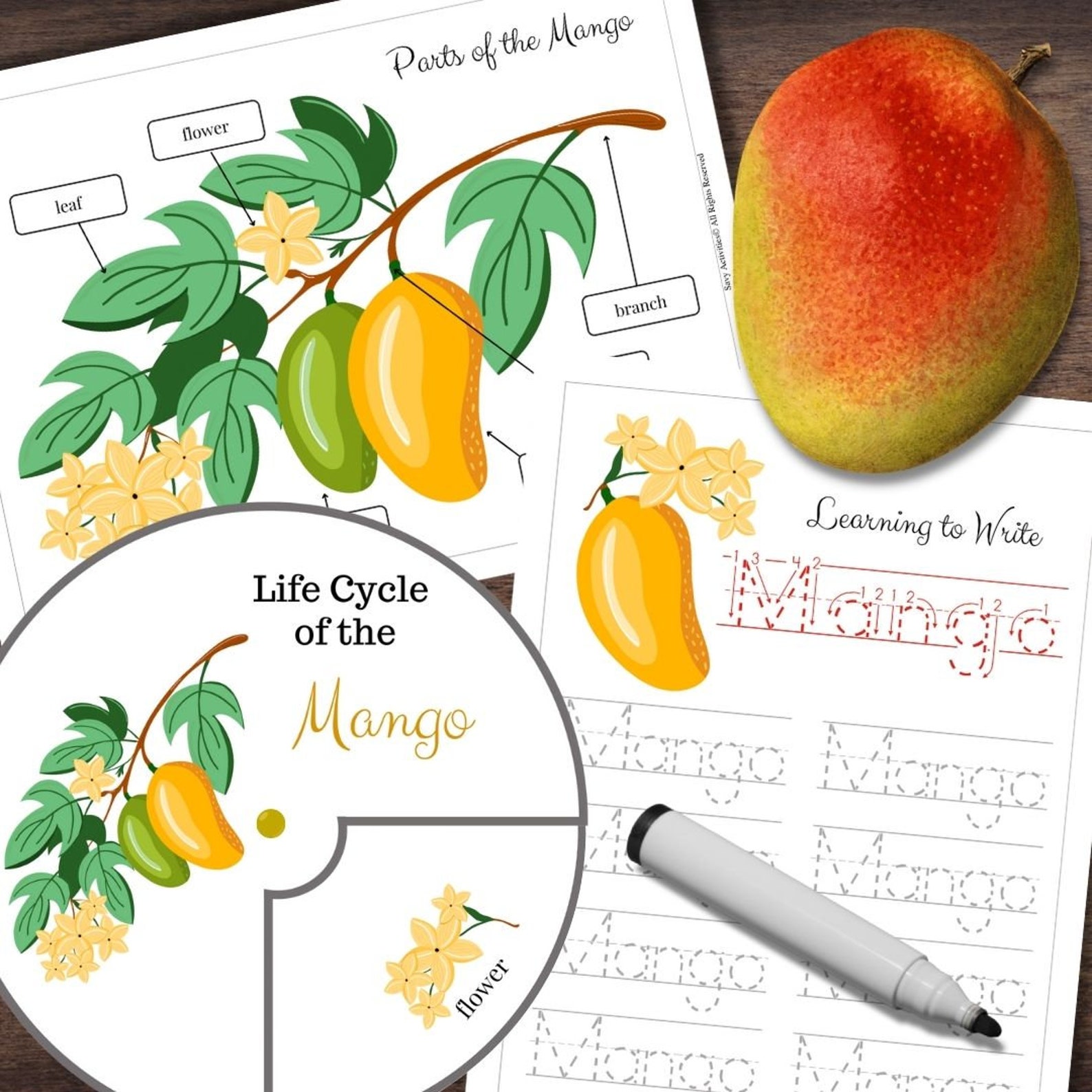 Montessori-inspired MANGO Fruit Tree | Life Cycle, Anatomy & Tracing - Etsy