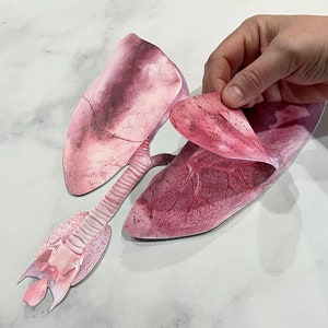 Anatomy HUMAN LUNG Respiratory System - Full Color Anatomically Correct ...