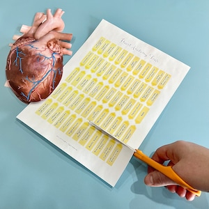 Anatomy HUMAN HEART - Full Color Anatomically Correct 2D Dissection ...