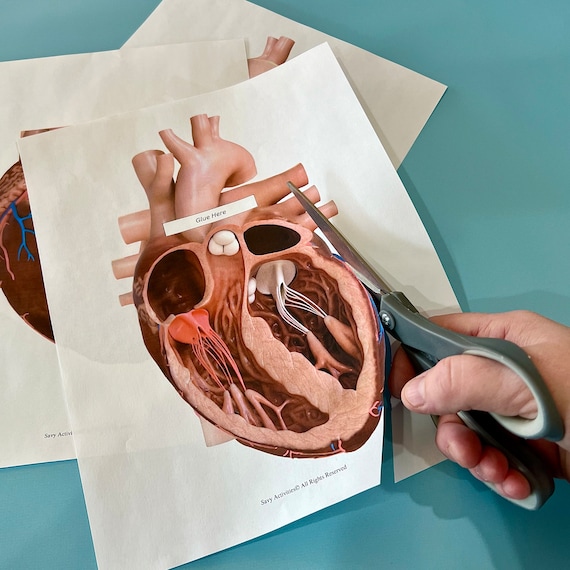 Hoja De Trabajo De Disección Del Corazón DISECCIÓN DE UN CORAZÓN,