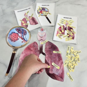 Anatomy HUMAN LUNG Respiratory System - Full Color Anatomically Correct ...