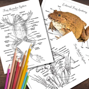 2D Paper FROG Dissection ANATOMY Activity Muscular, Skeletal & Organs ...