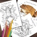 2D Paper FROG Dissection ANATOMY Activity Muscular, Skeletal & Organs ...