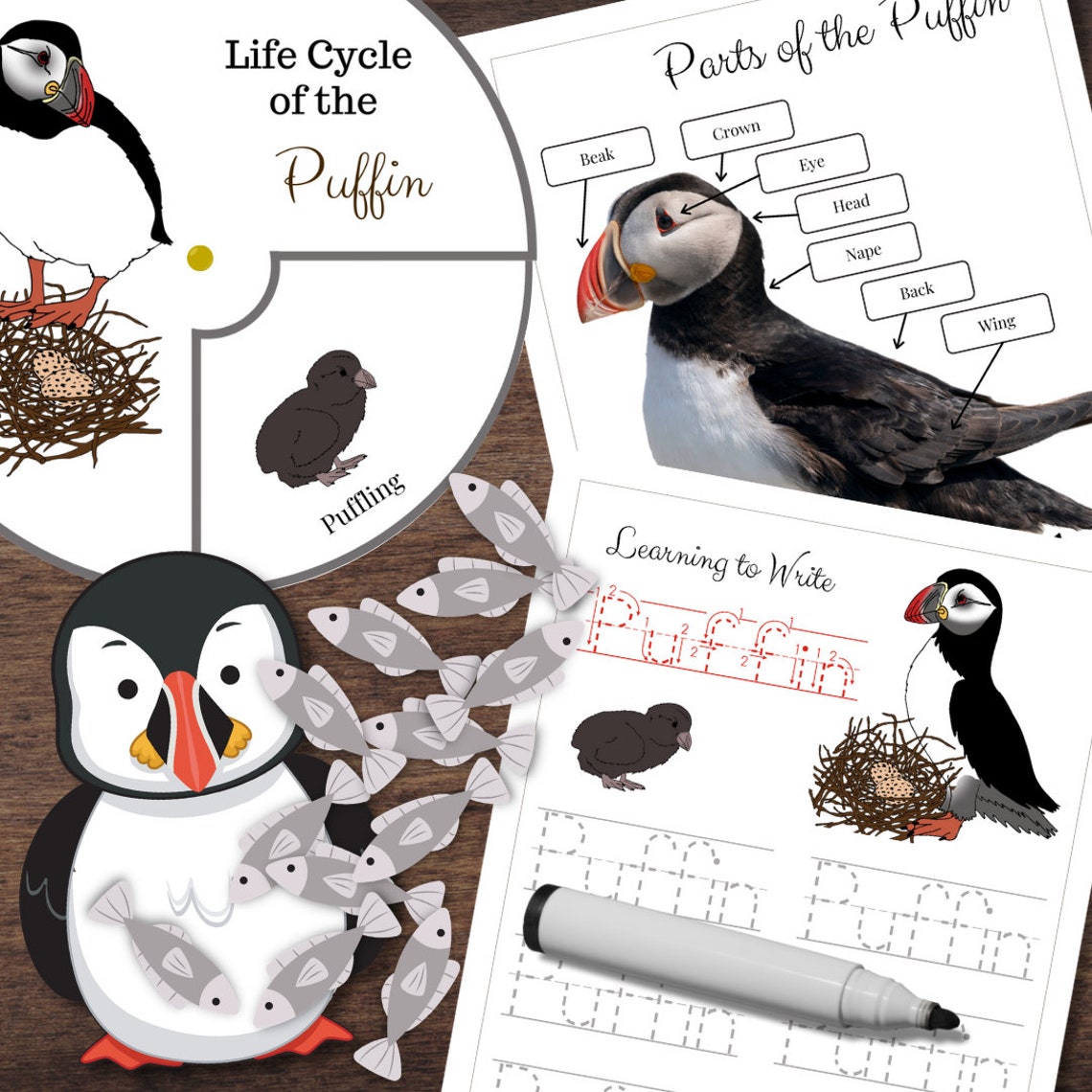 Montessori Inspired Puffin Mini-study Life Cycle Parts Of - Etsy