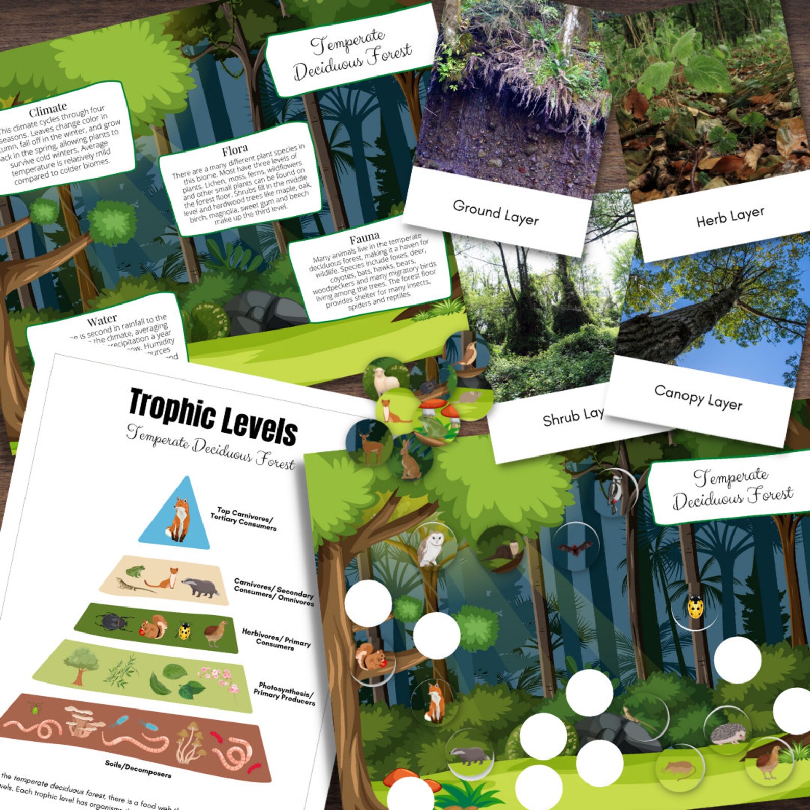 Temperate Deciduous Forest BIOME Habitat Matching Animal & Trophic ...