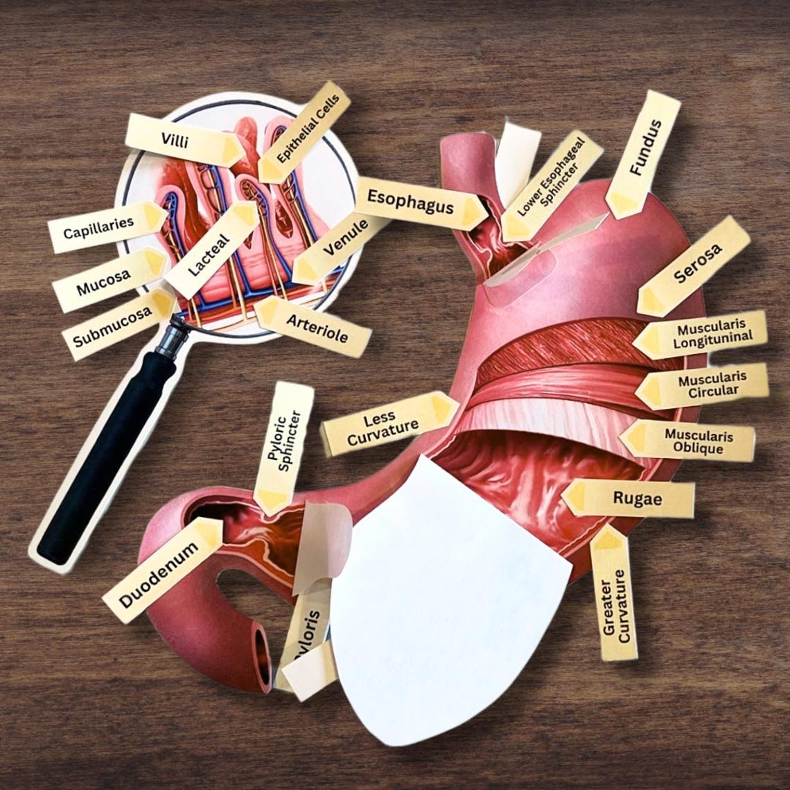 HUMAN Anatomy STOMACH Model - Anatomically Correct 2D Dissection ...