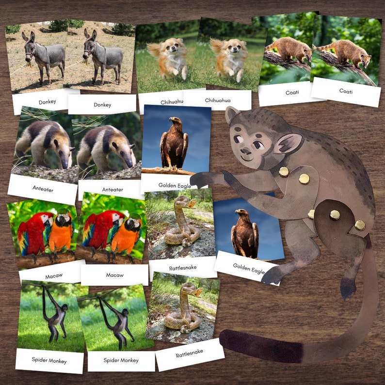 RAINFOREST Habitat Biome Study Montessori 3-part Cards & - Etsy