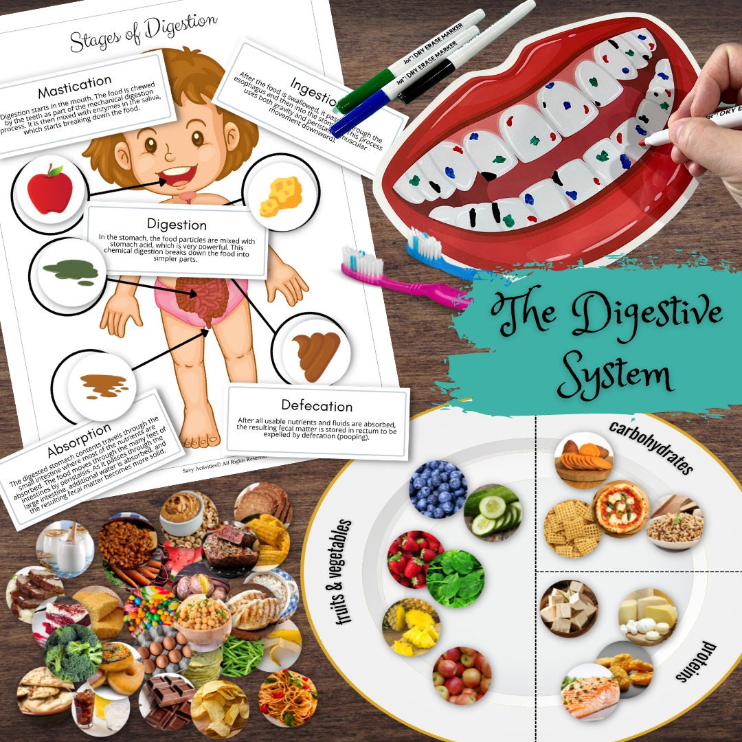 Human Anatomy Digestive System Matching, Hands-on Diet Nutrition ...