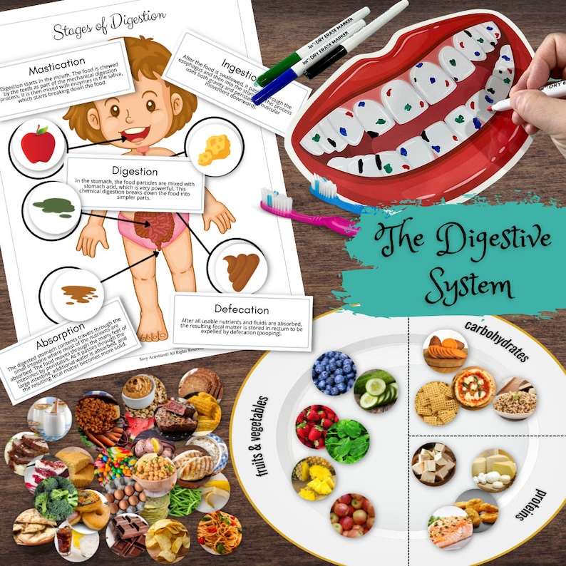 Human Anatomy Digestive System Matching Hands-on Activity & - Etsy Human Anatomy Digestive System Matching Hands-on Activity & - Etsy