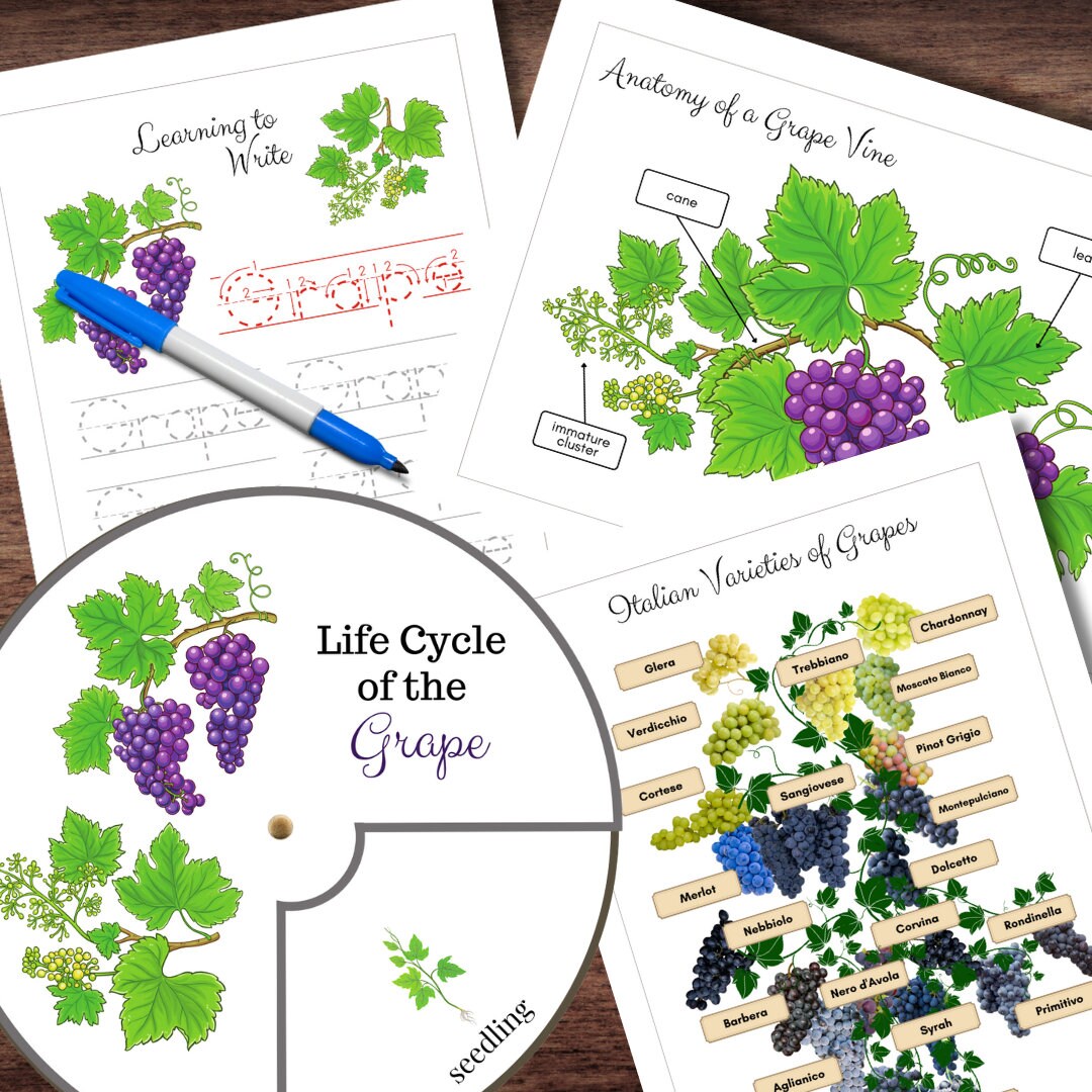 Montessori-inspired Grape Vine Life Cycle, Anatomy, Tracing & Varieties ...