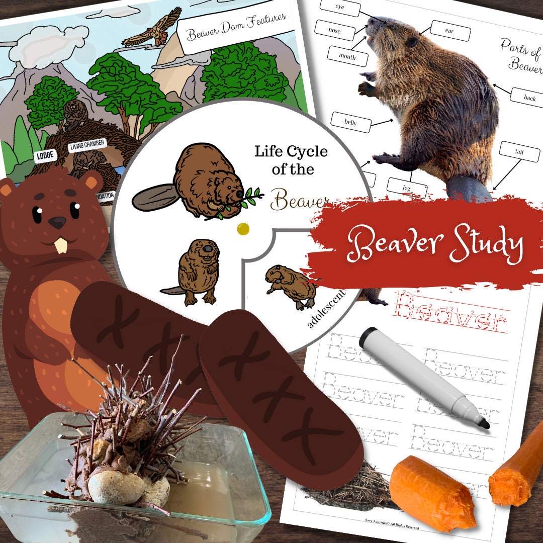 BEAVER Mini Study STEM & Montessori Activities Posters Life Cycle ...