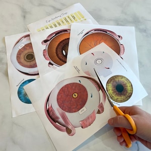 HUMAN Anatomy EYE Model - Anatomically Correct 2D Dissection Labeling ...