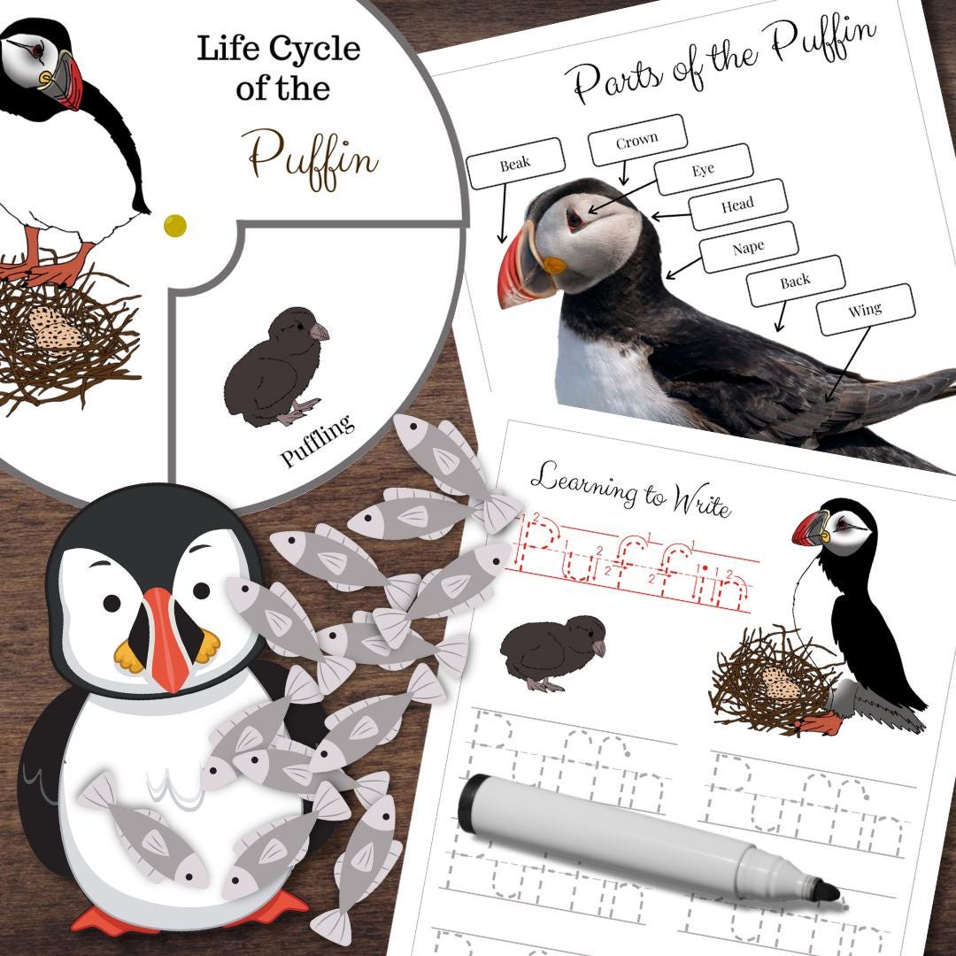 Montessori Inspired Puffin Mini-study Life Cycle, Parts Of, Tracing ...