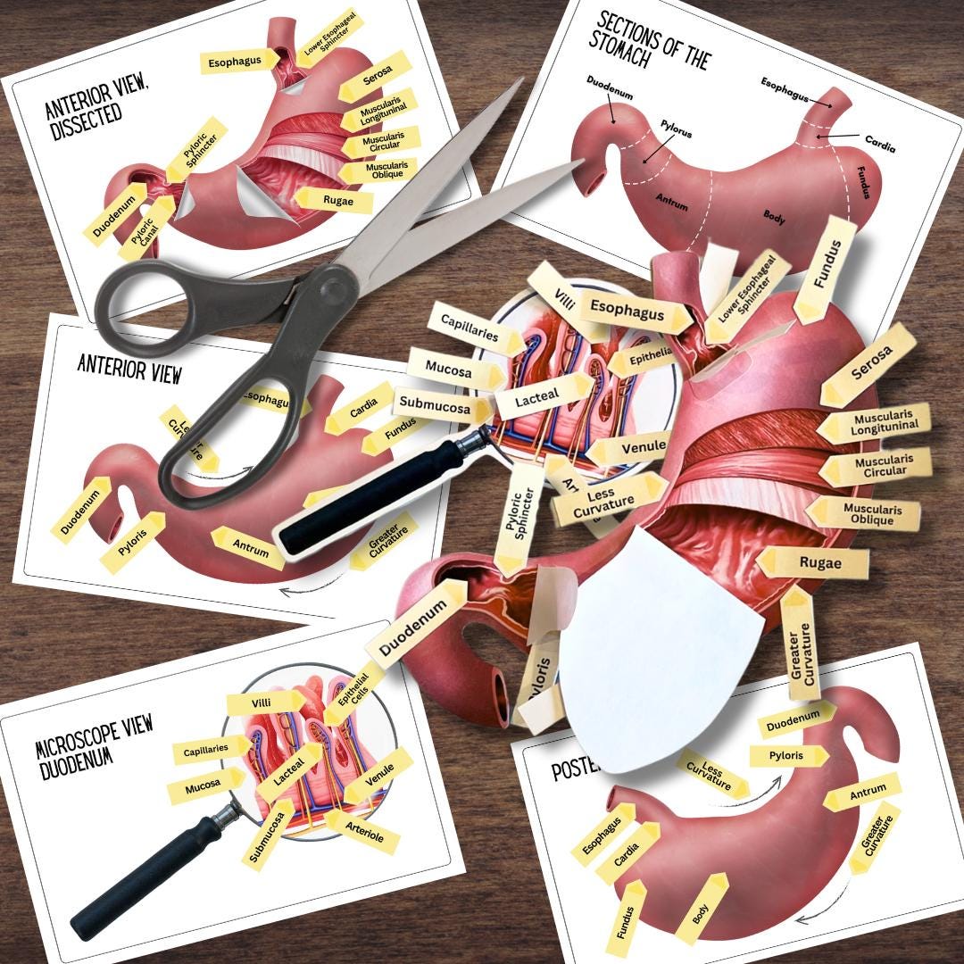 HUMAN Anatomy STOMACH Model - Anatomically Correct 2D Dissection ...